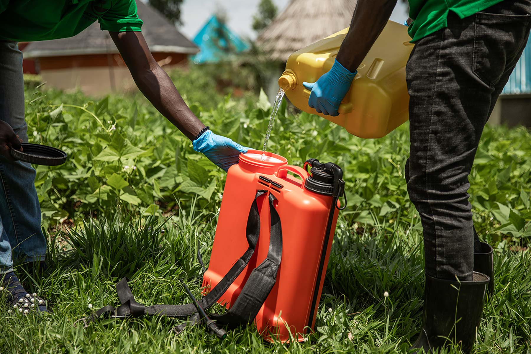 What is a jigger sand flea? – Because International